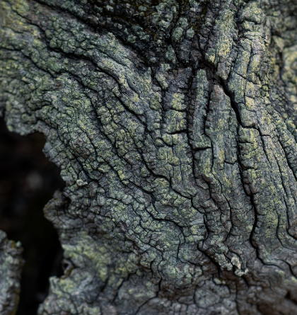 Solum Edition 3 – Westland Distillery